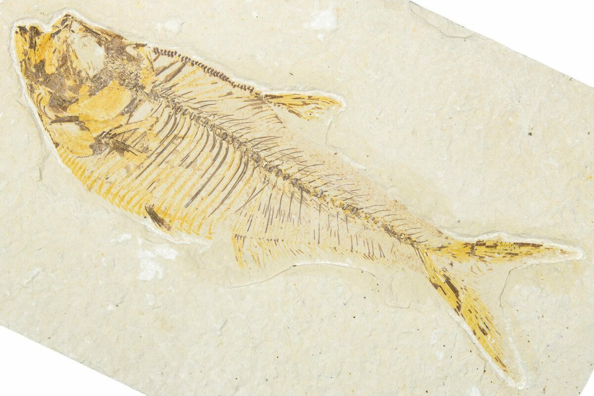 Bargain, 3.8" Detailed Fossil Fish (Diplomystus) - Wyoming (#334390 ...