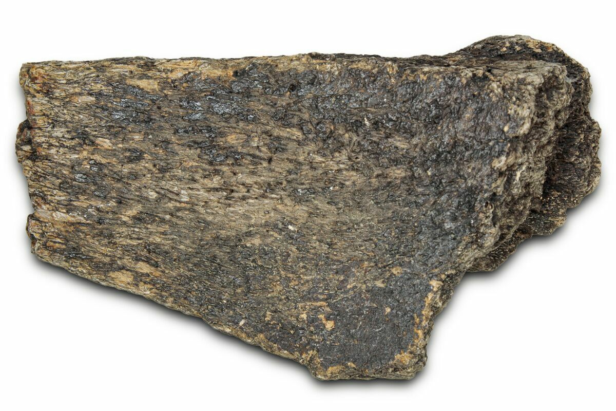 2.5" Dinosaur (Triceratops) Frill Shield Section - Montana (#338880 ...