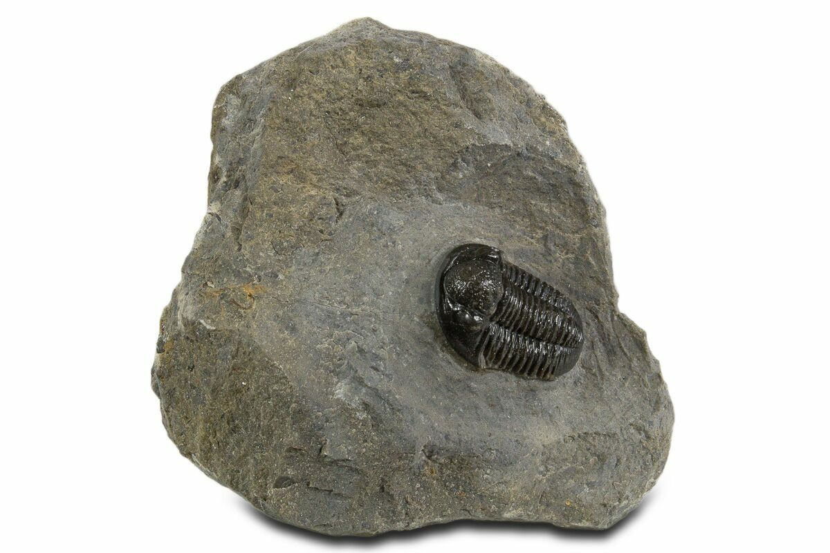 .95" Detailed Proetid (Gerastos) Trilobite Fossil - Morocco (#340244 ...