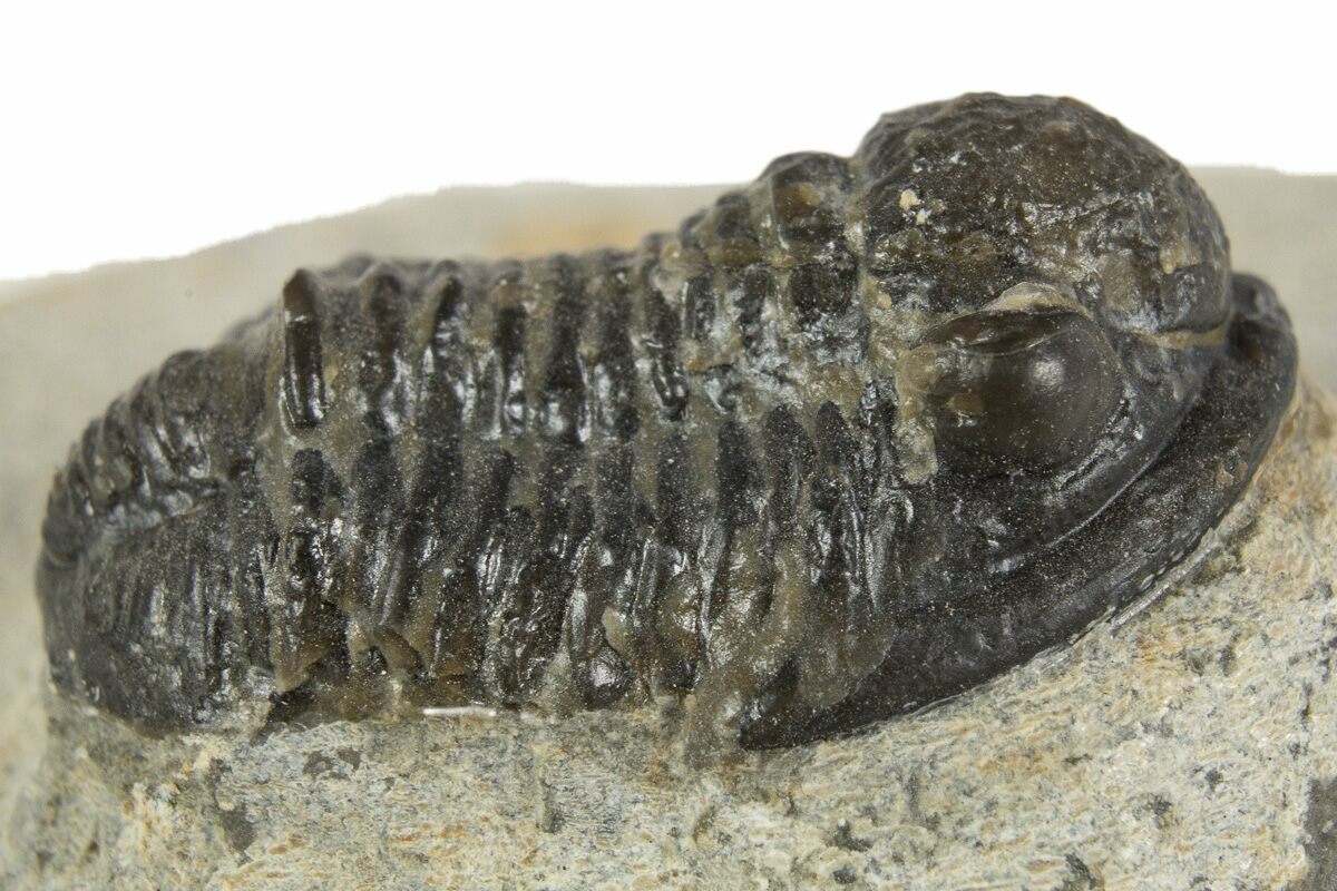 Bargain, .8" Proetid (Gerastos) Trilobite Fossil - Morocco (#340252 ...