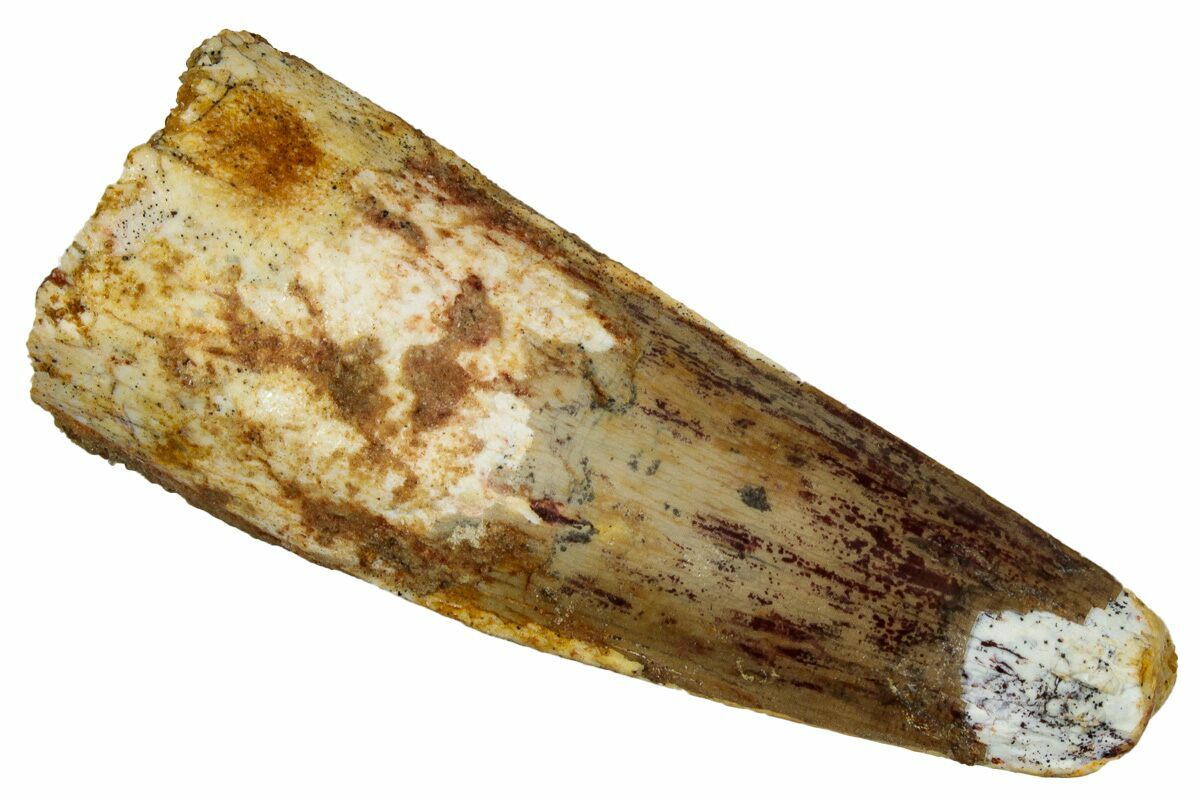 2.10" Fossil Spinosaurus Tooth - Real Dinosaur Tooth (#340606) For Sale ...