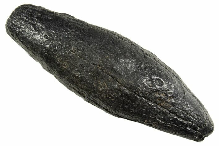 5" Fossil Sperm Whale (Scaldicetus) Tooth - South Carolina (#340759 ...