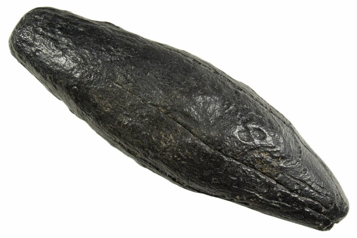 5" Fossil Sperm Whale (Scaldicetus) Tooth - South Carolina (#340759 ...