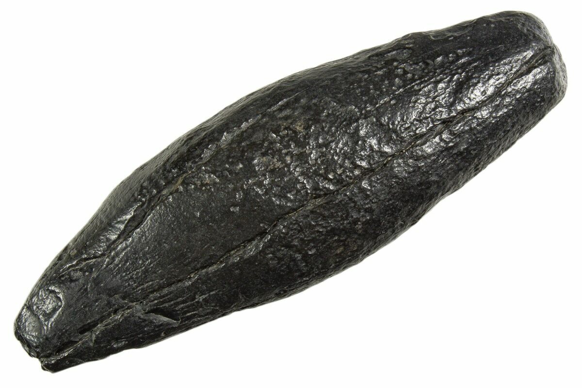 5" Fossil Sperm Whale (Scaldicetus) Tooth - South Carolina (#340759 ...