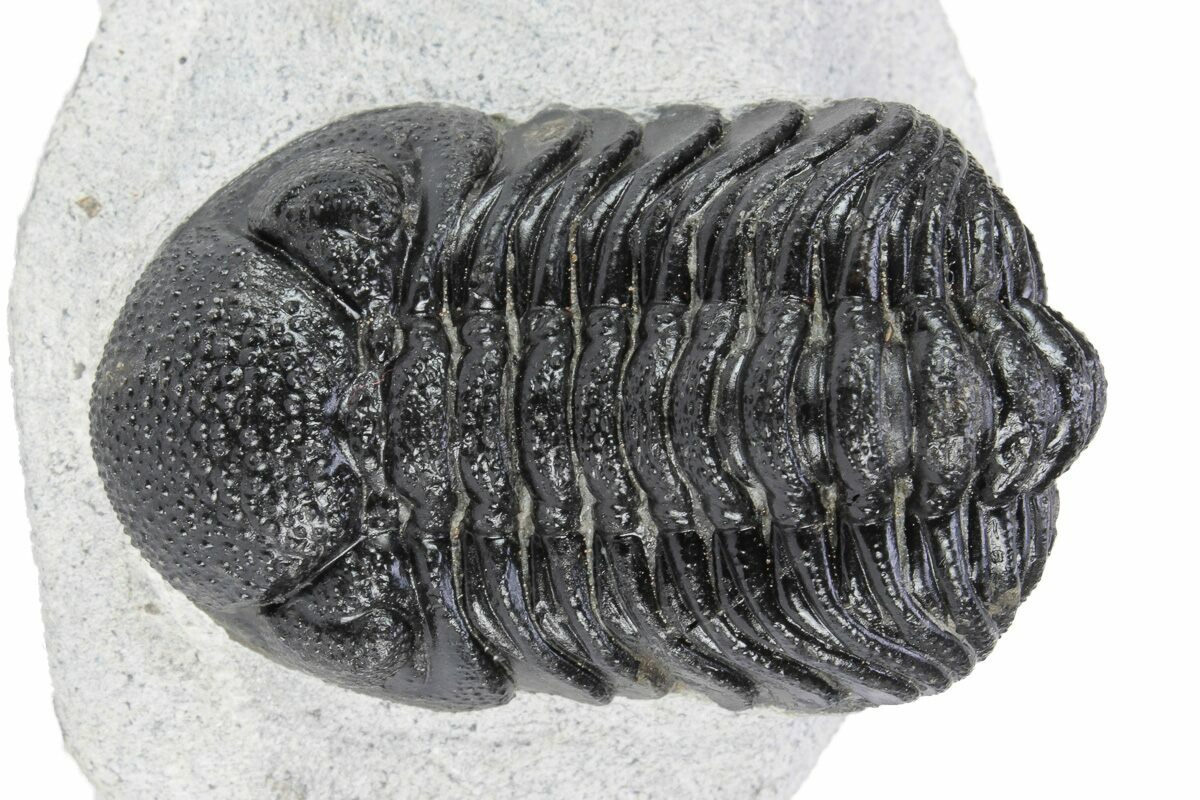 2.3" Morocops Trilobite - Ofaten, Morocco (#340920) For Sale ...