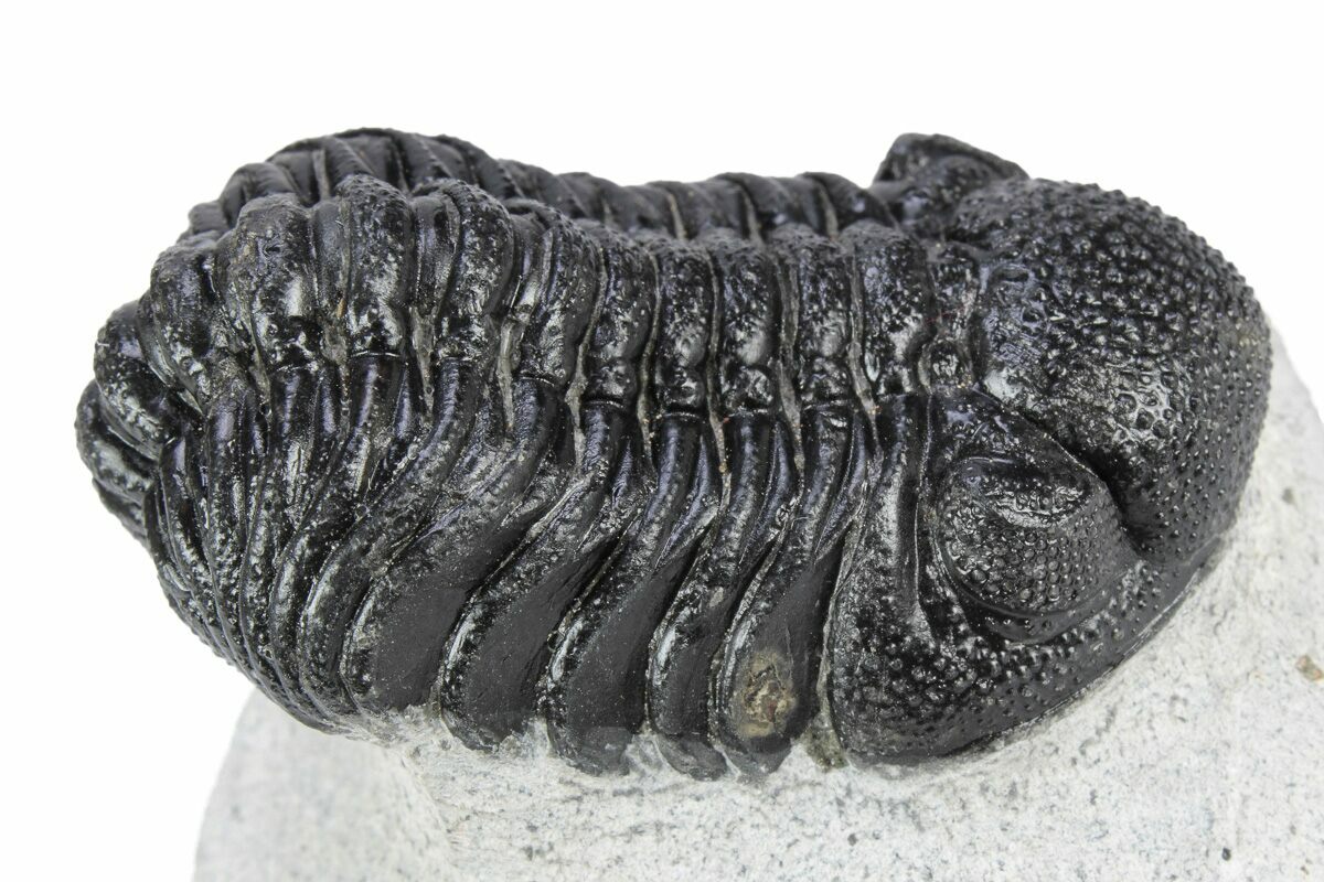 2.3" Morocops Trilobite - Ofaten, Morocco (#340920) For Sale ...