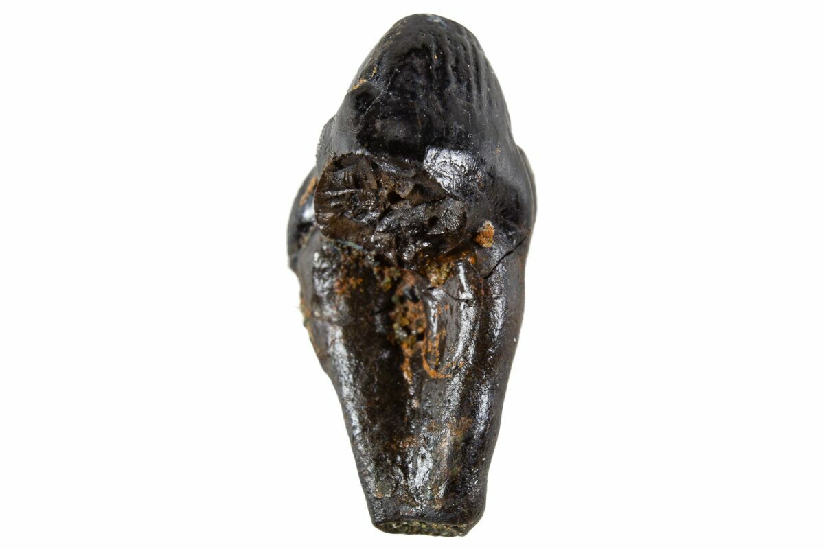 .50" Cretaceous Fossil Mammal Tooth - Montana (#341224) For Sale ...