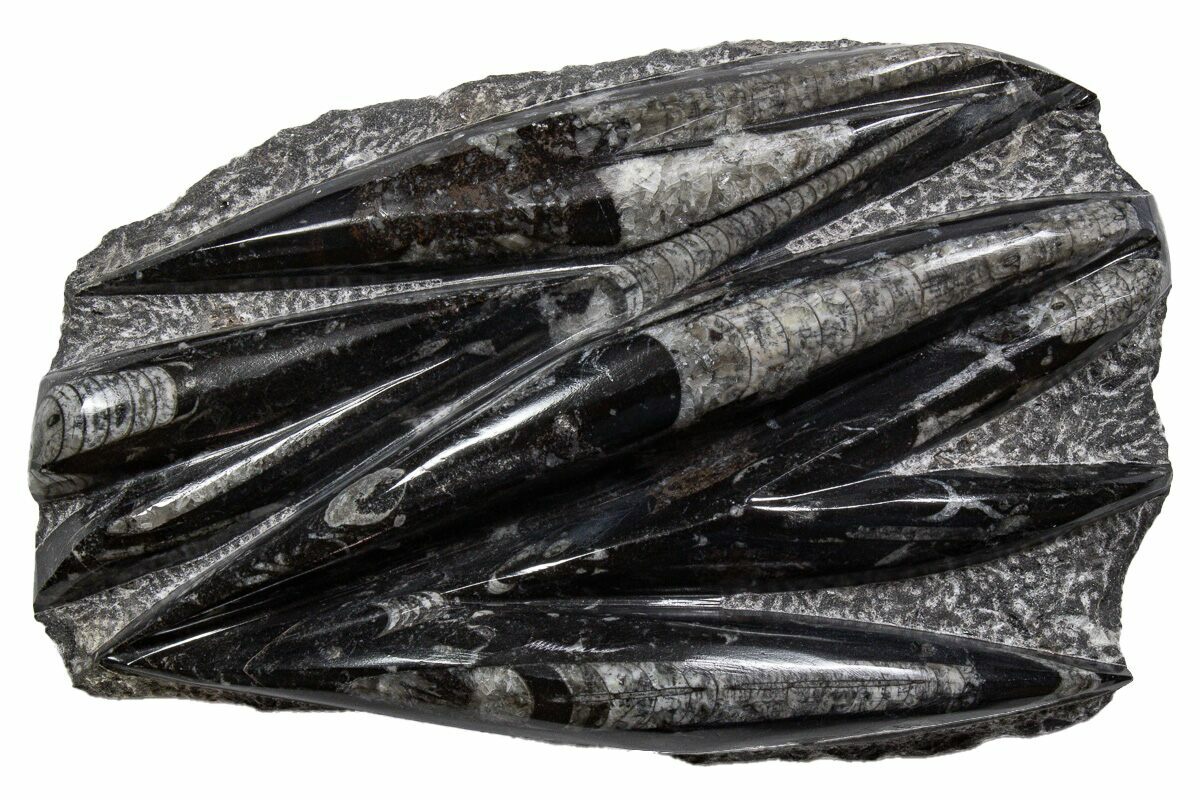 10.4" Polished Fossil Orthoceras (Cephalopod) Plate - Morocco (#341382) For Sale - FossilEra.com