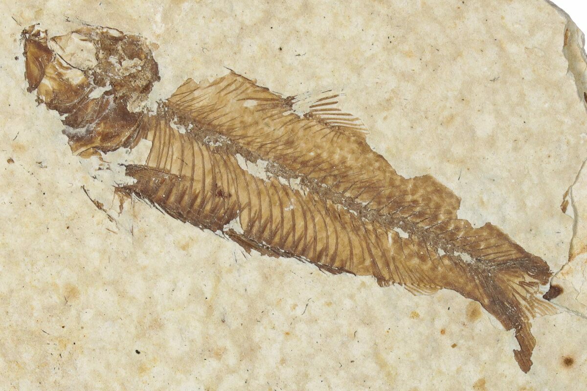 6.9" Fossil Fish (Knightia) Mortality Plate - Wyoming (#339002) For ...