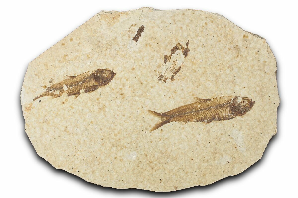 5.2" Fossil Fish (Knightia) Mortality Plate - Wyoming (#339009) For ...