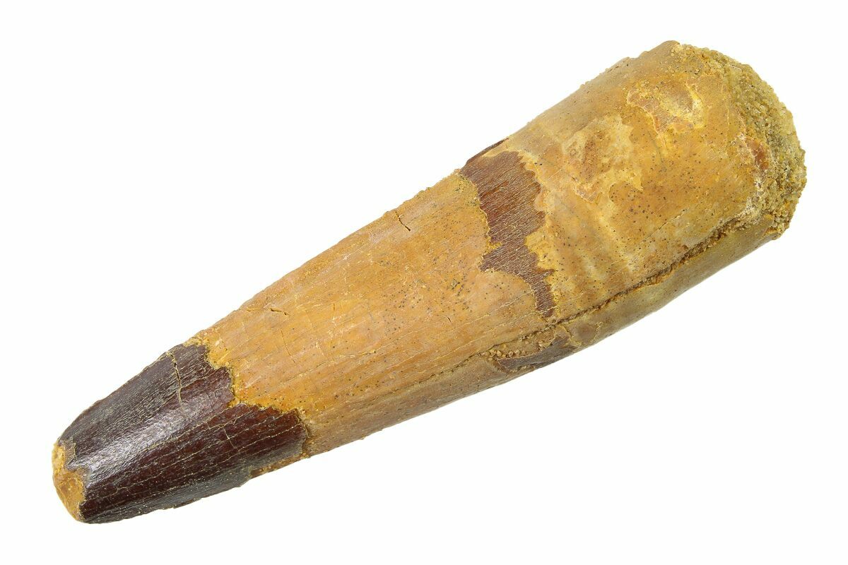 3.00" Fossil Spinosaurus Tooth - Feeding Worn Tip (#340442) For Sale ...