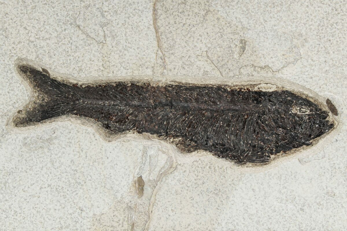 7.4" Detailed Fossil Fish (Knightia) - Huge For Species (#342448) For ...