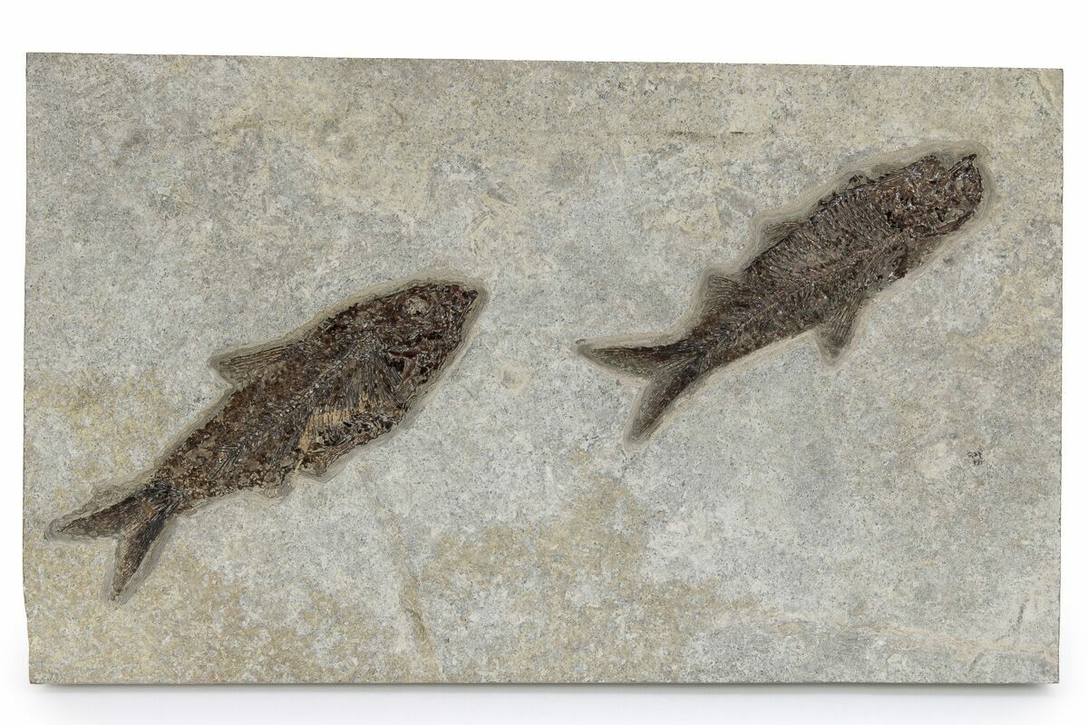 11" Plate of Two Large Fossil Fish (Knightia) - Wyoming (#342460) For ...