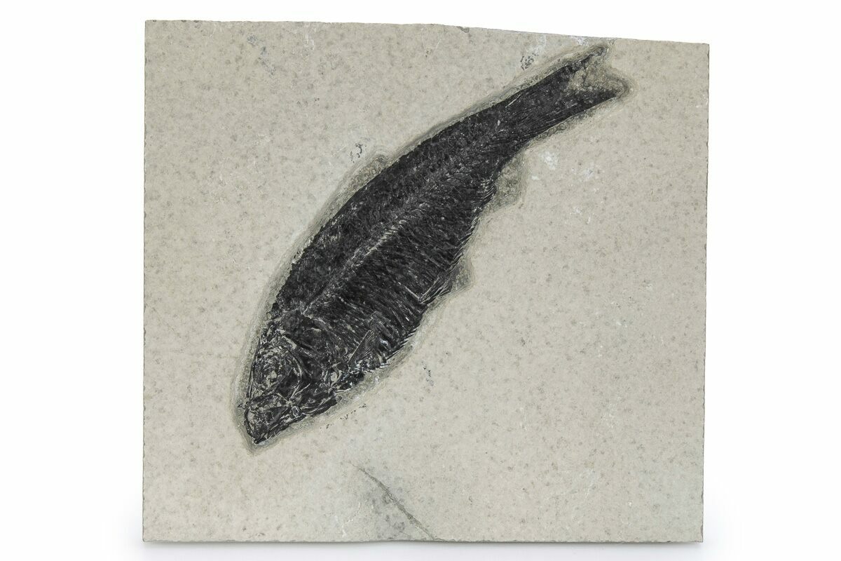 4.75" Detailed Fossil Fish (Knightia) - Wyoming (#342461) For Sale ...
