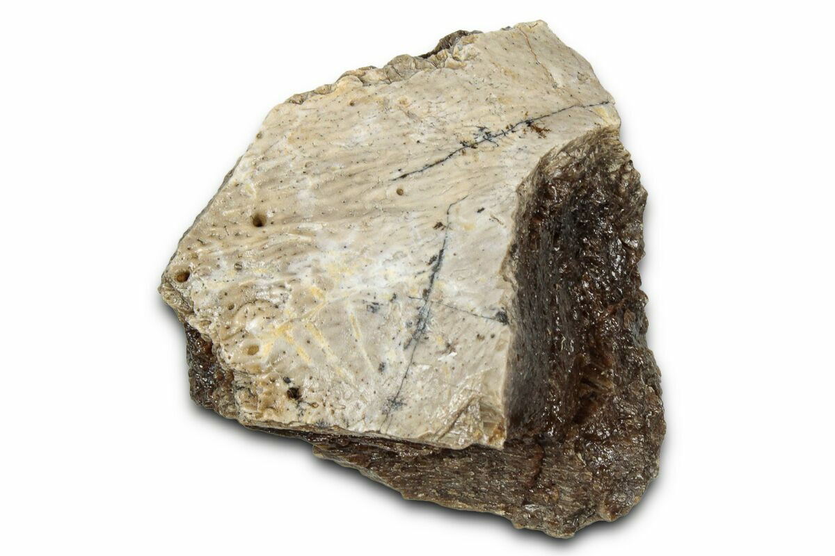 .9" Fossil Tyrannosaur (T. rex) Bone Section - Wyoming (#342640) For ...