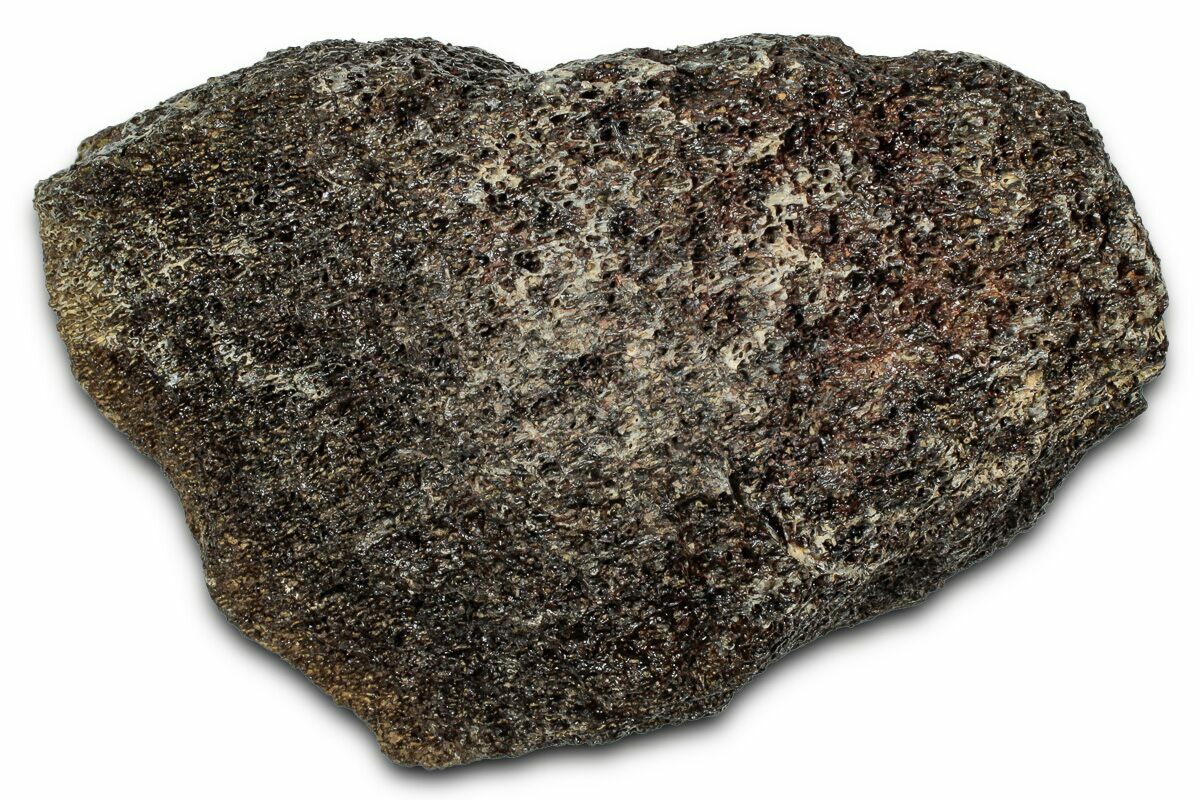 3.3" Fossil Tyrannosaur (T. rex) Bone Section - Wyoming (#342819) For ...