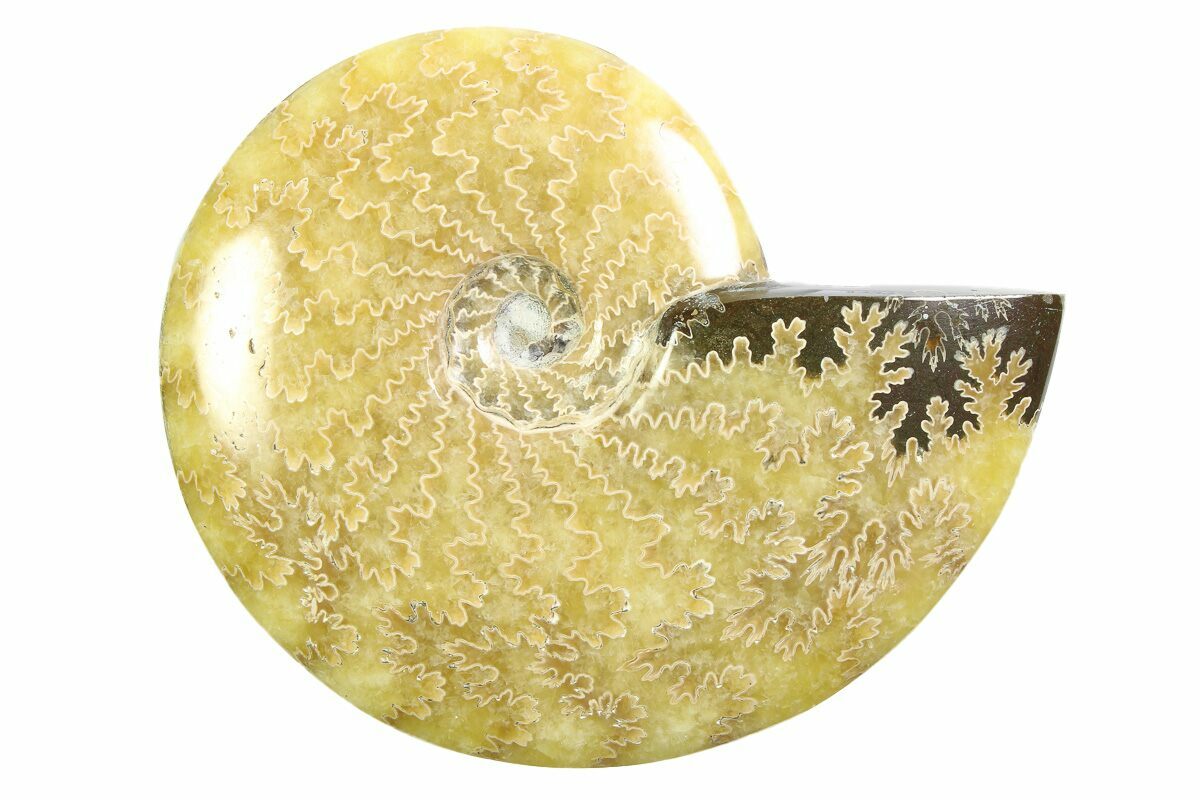 4.3" Polished Ammonite (Cleoniceras) Fossil - Madagascar (#339232) For ...