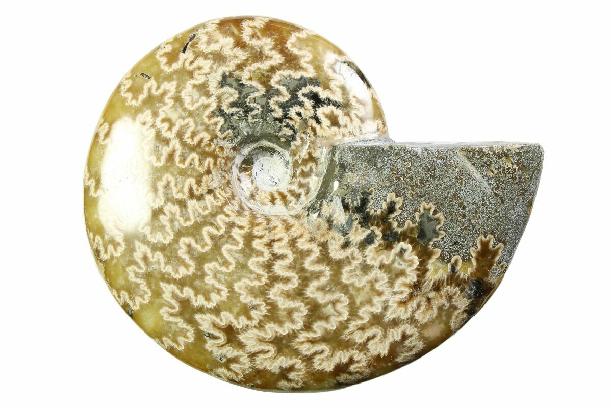 4.9" Polished Ammonite (Cleoniceras) Fossil - Madagascar (#339233) For ...
