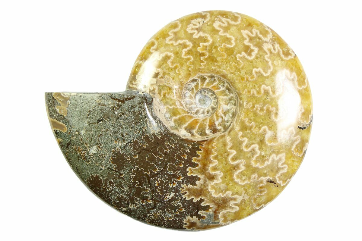 5" Polished Ammonite (Cleoniceras) Fossil - Madagascar (#339244) For ...