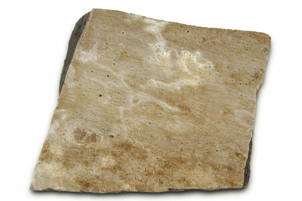 .75" Fossil Tyrannosaur (T. rex) Bone Section - Wyoming (#342648) For ...