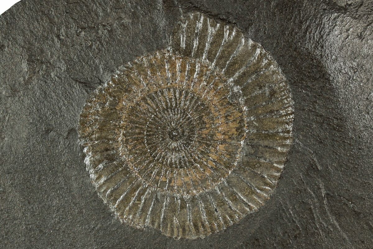 2.4" Dactylioceras Ammonite Fossil - Posidonia Shale, Germany (#343461) For Sale - FossilEra.com