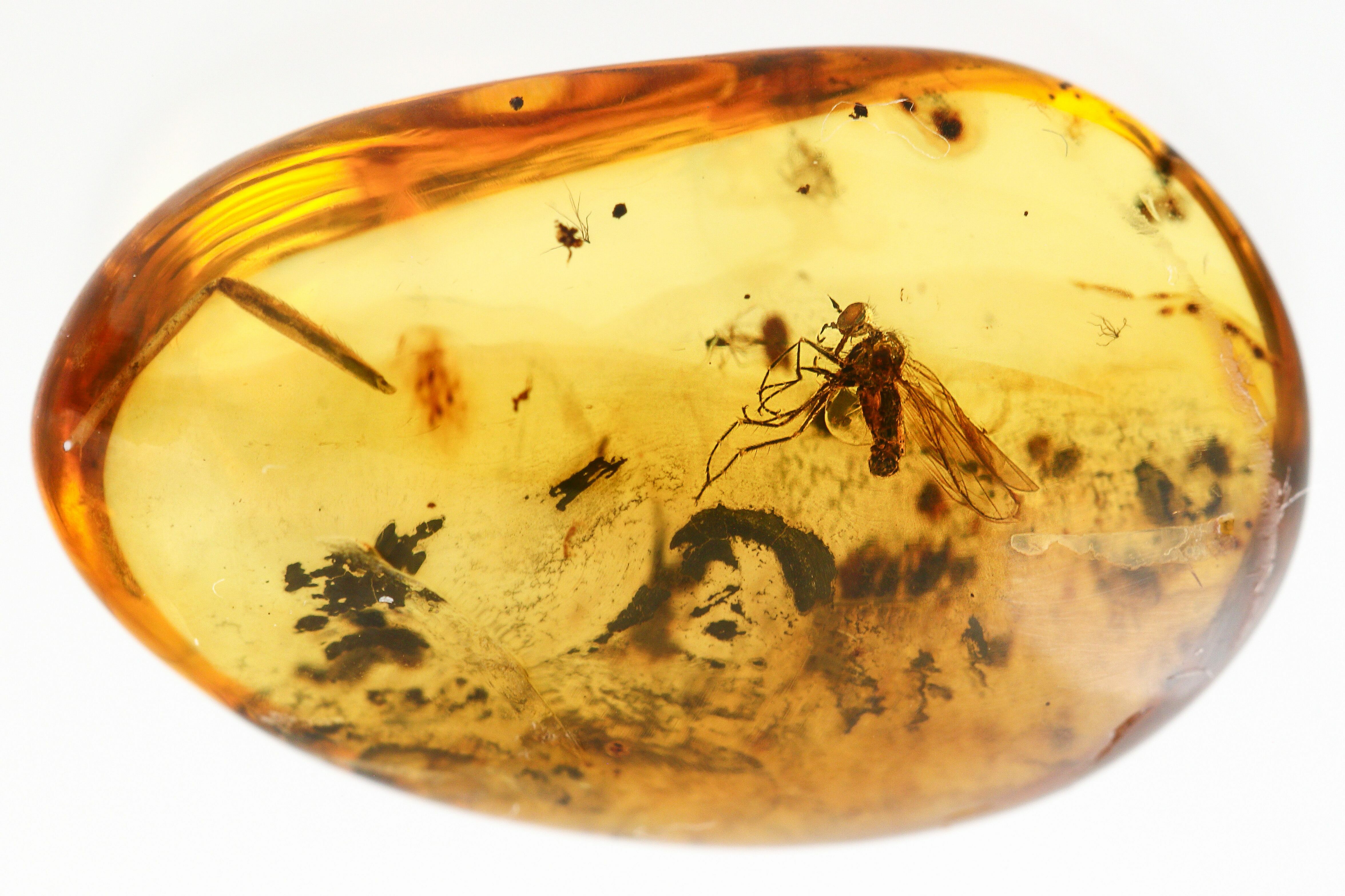 Detailed Fossil Dagger Fly (Empididae) In Baltic Amber (#343336) For ...