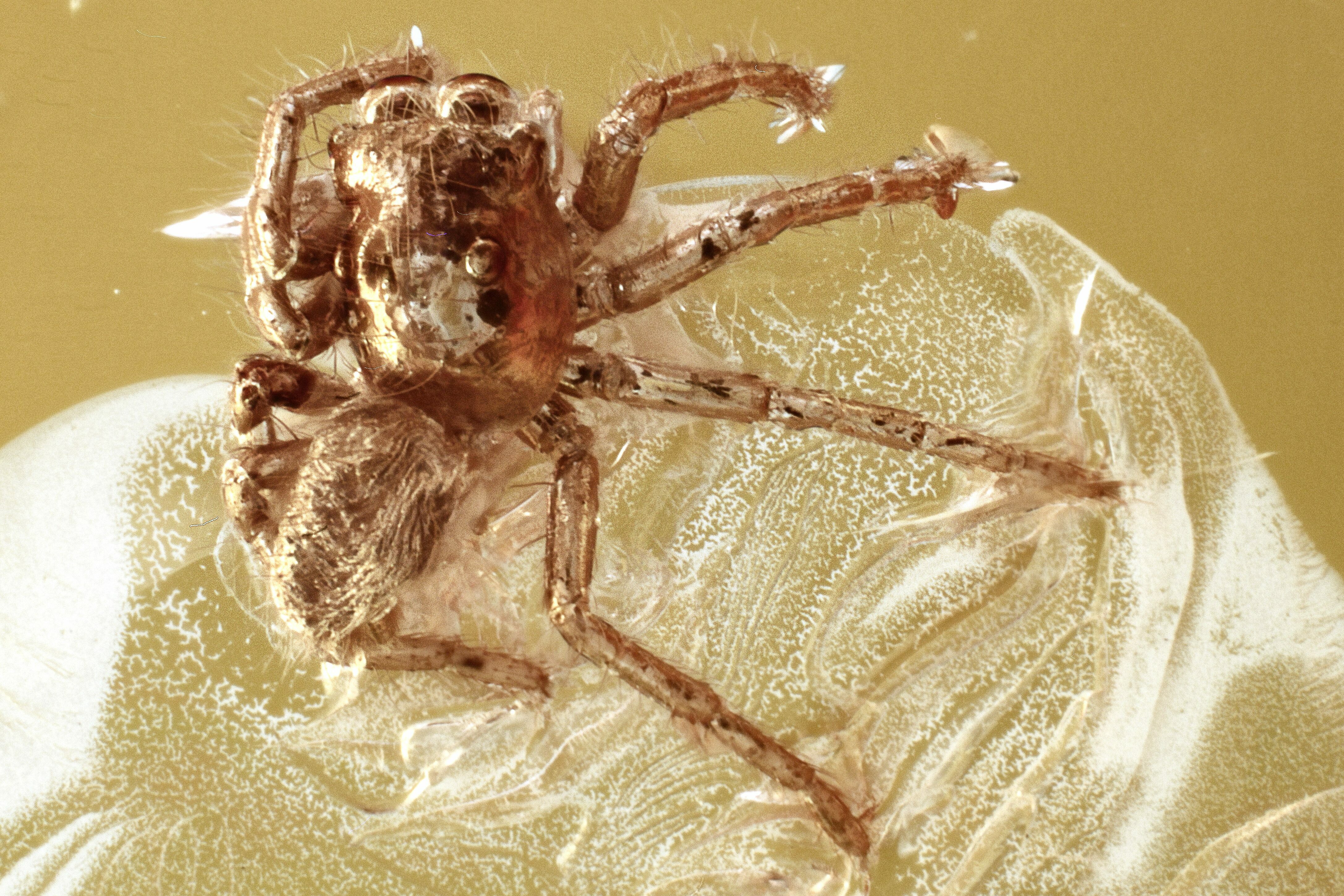 Small Fossil Jumping Spider (Salticidae) In Baltic Amber (#343339) For ...