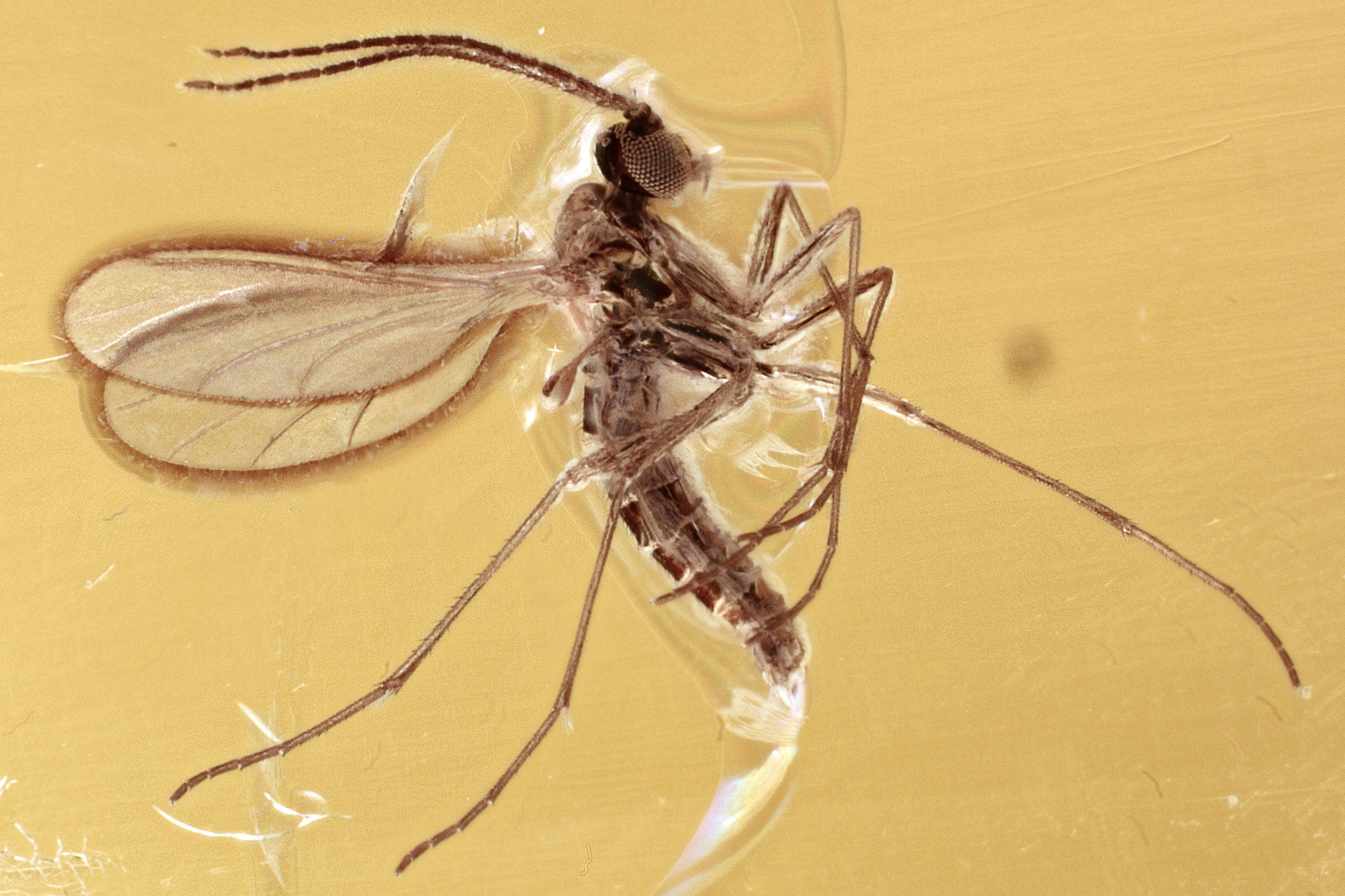 Fossil Dark-Winged Fungus Gnat (Sciaridae) In Baltic Amber (#343434 ...