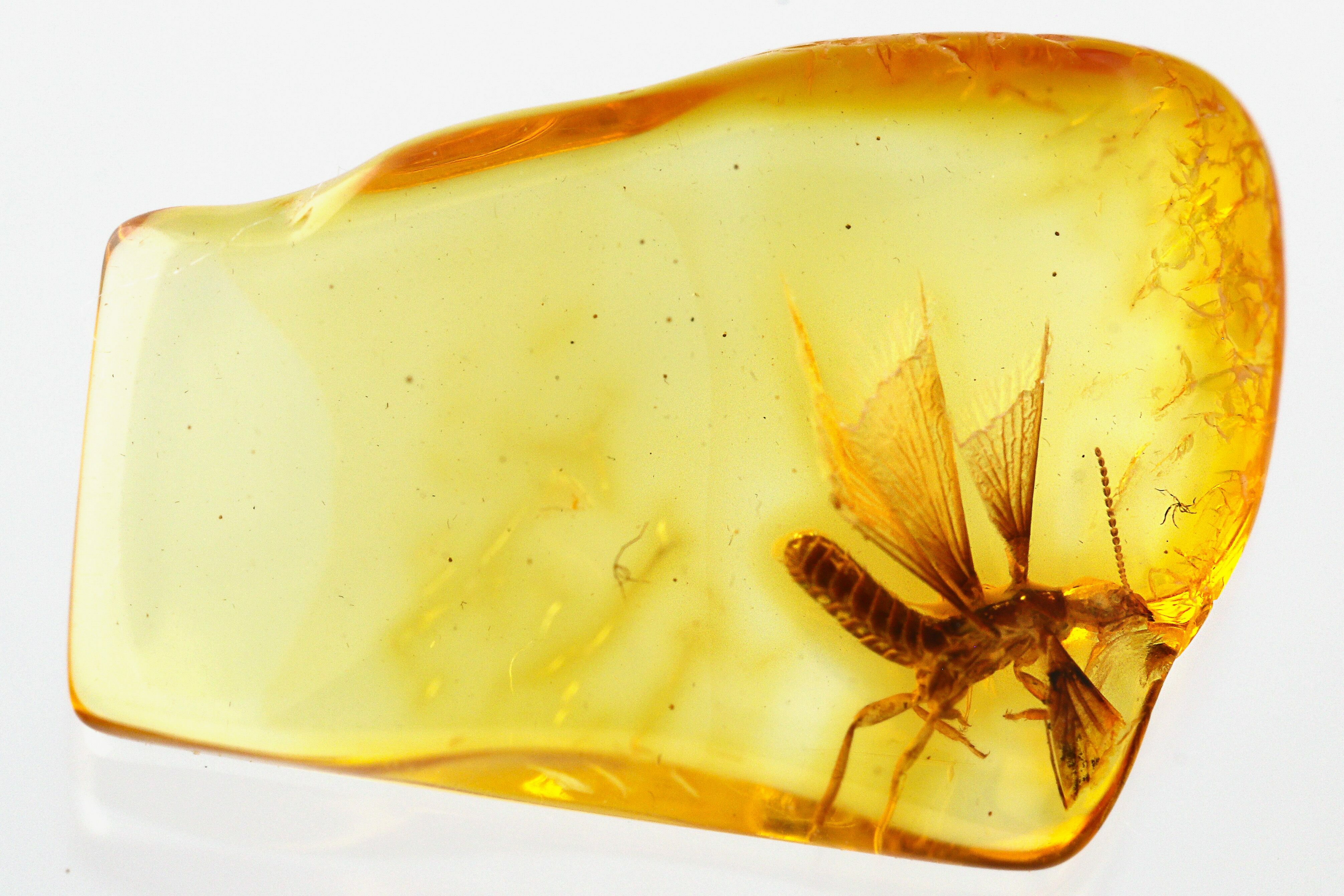 Detailed Fossil Winged Termite (Isoptera) In Baltic Amber (#343353) For ...