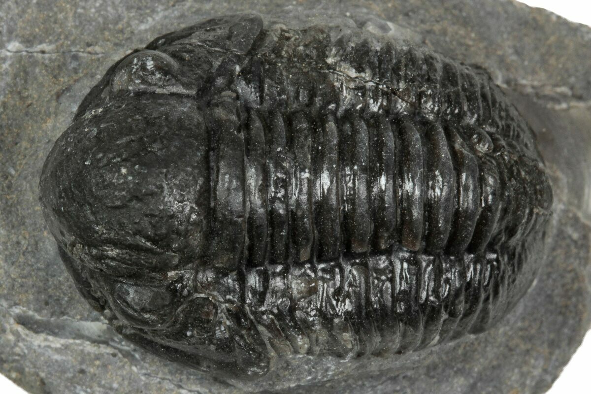 .88" Detailed Proetid (Gerastos) Trilobite Fossil - Morocco (#343289 ...