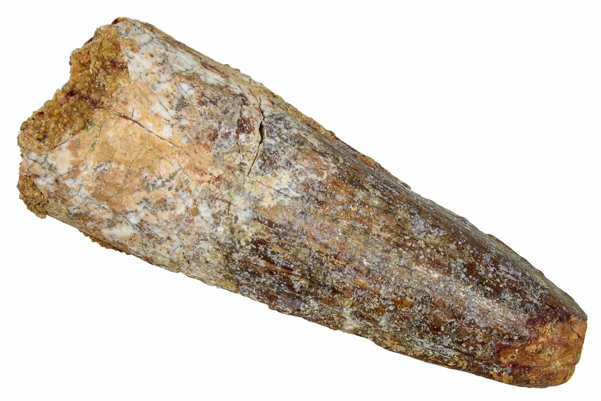 1.90" Fossil Spinosaurus Tooth - Real Dinosaur Tooth (#343477) For Sale ...