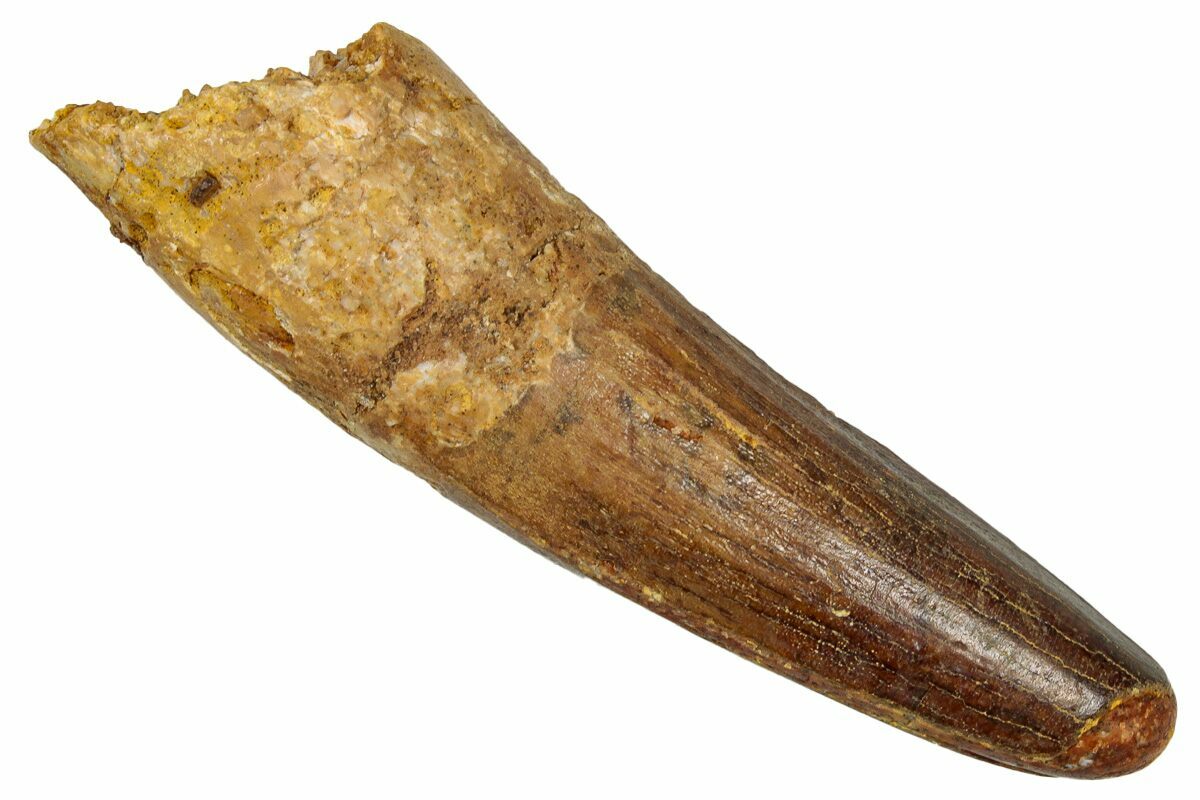 2.40" Fossil Spinosaurus Tooth - Feeding Worn Tip (#343499) For Sale ...