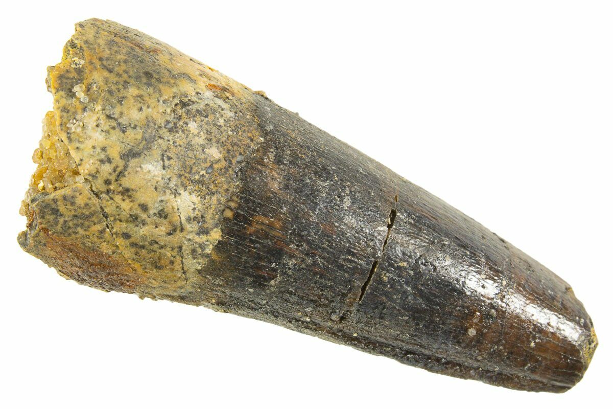 1.77" Fossil Spinosaurus Tooth - Real Dinosaur Tooth (#343547) For Sale ...
