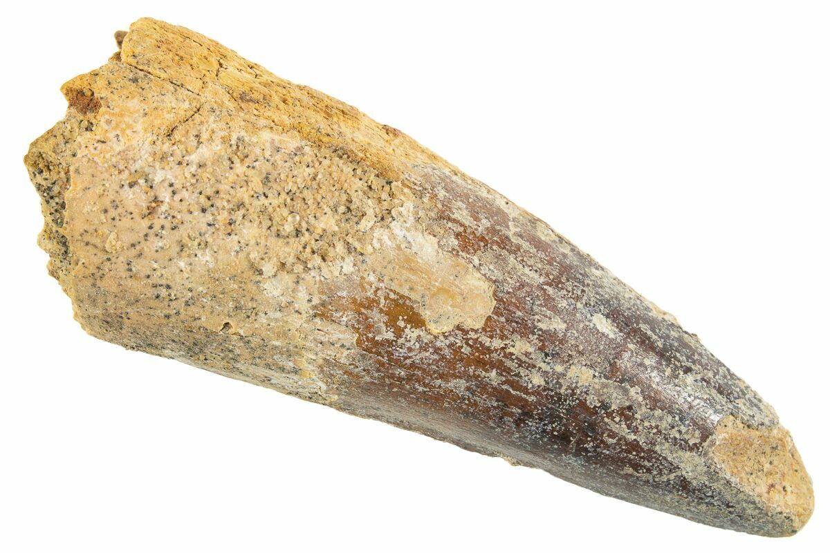 2.71" Fossil Spinosaurus Tooth - Feeding Worn Tip (#343559) For Sale ...