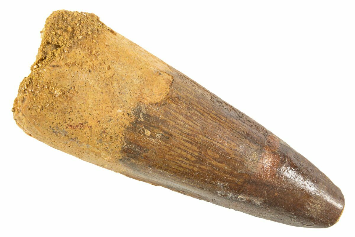 1.91" Fossil Spinosaurus Tooth - Real Dinosaur Tooth (#343566) For Sale ...