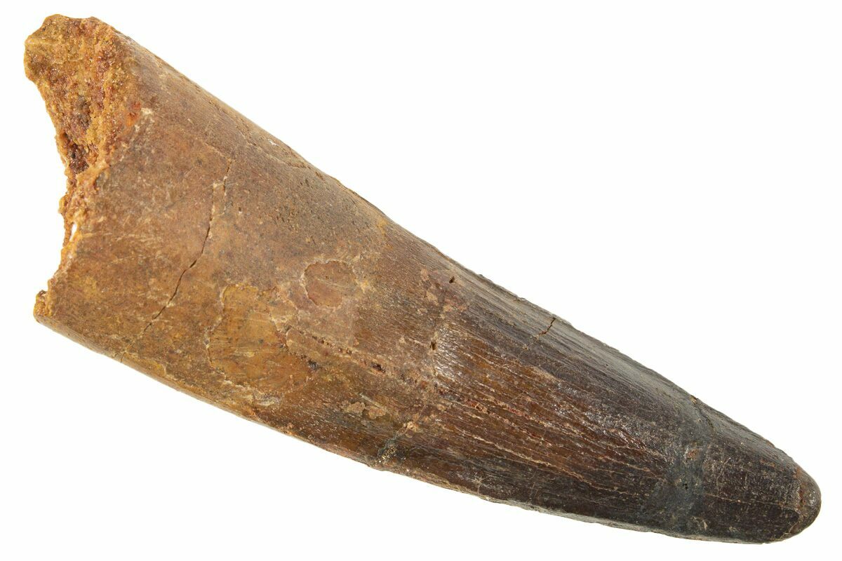 2.23" Fossil Spinosaurus Tooth - Real Dinosaur Tooth (#343568) For Sale ...
