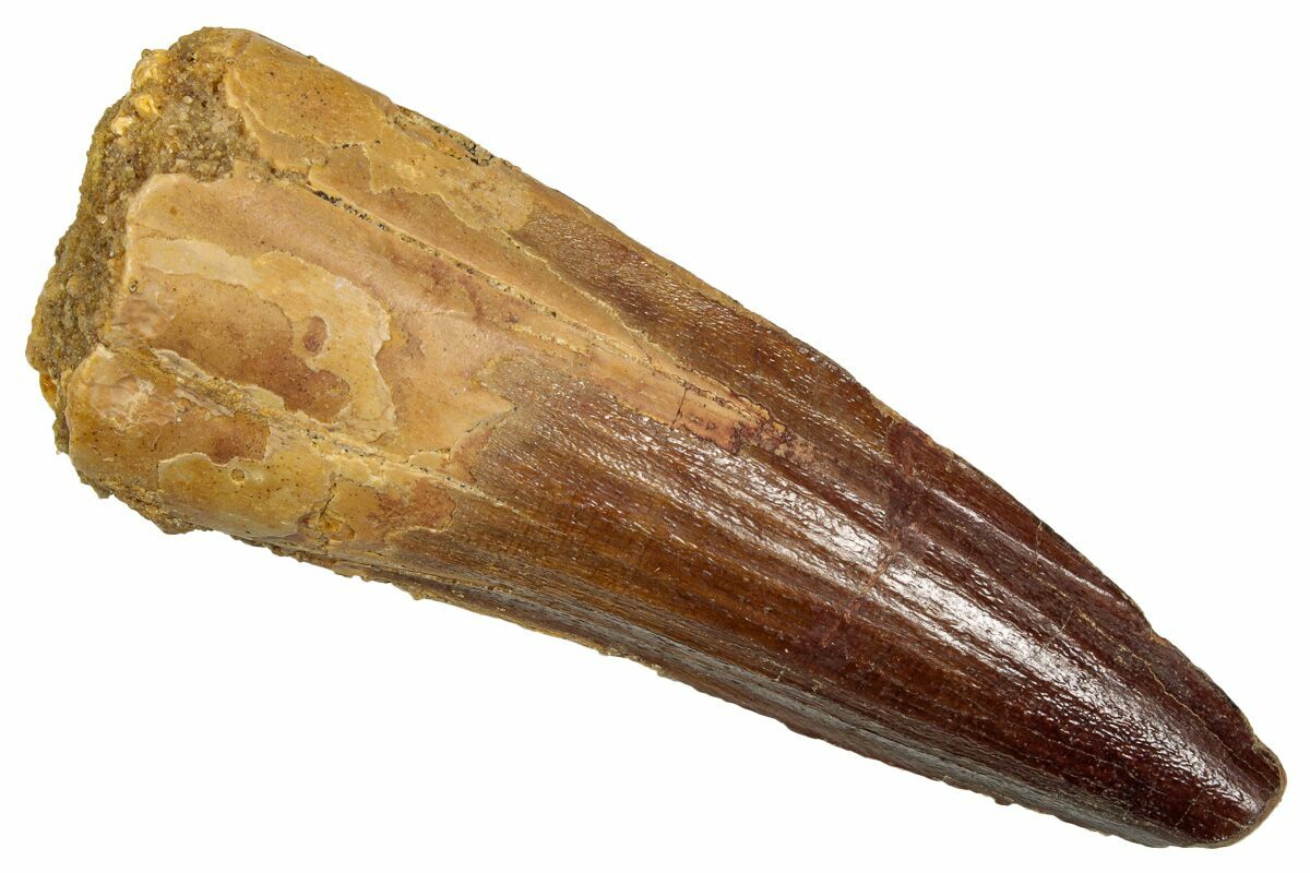 2.72" Fossil Spinosaurus Tooth - Real Dinosaur Tooth (#343635) For Sale ...