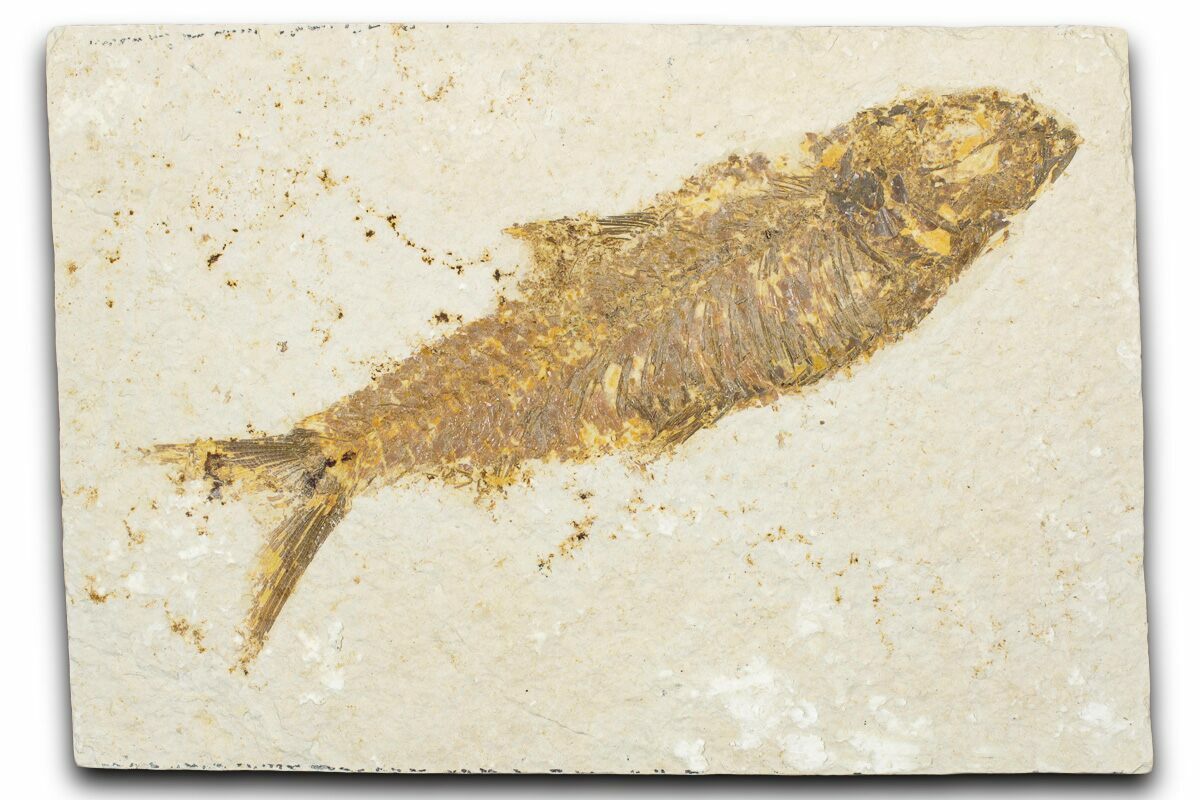 4.5" Detailed Fossil Fish (Knightia) - Wyoming (#343660) For Sale ...