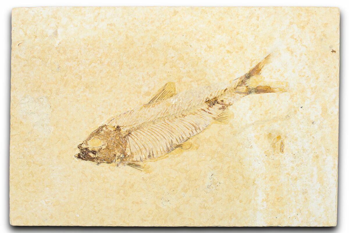 3.4" Detailed Fossil Fish (Knightia) - Wyoming (#343664) For Sale ...
