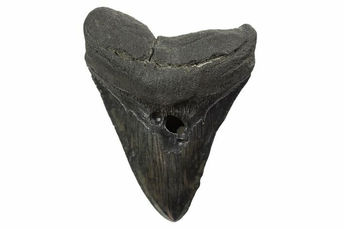 4.92" Fossil Megalodon Tooth - South Carolina (#339293) For Sale ...