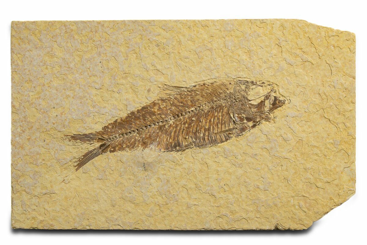 3.2" Detailed Fossil Fish (Knightia) - Wyoming (#333916) For Sale ...