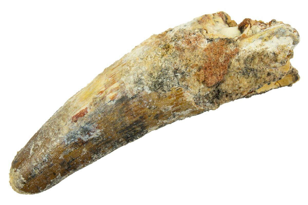 2.33" Fossil Spinosaurus Tooth - Real Dinosaur Tooth (#344529) For Sale ...