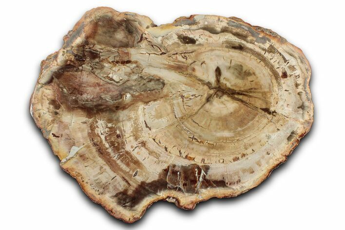 6" Beautiful Petrified Wood (Araucaria) Slab - Madagascar (#344682) For ...