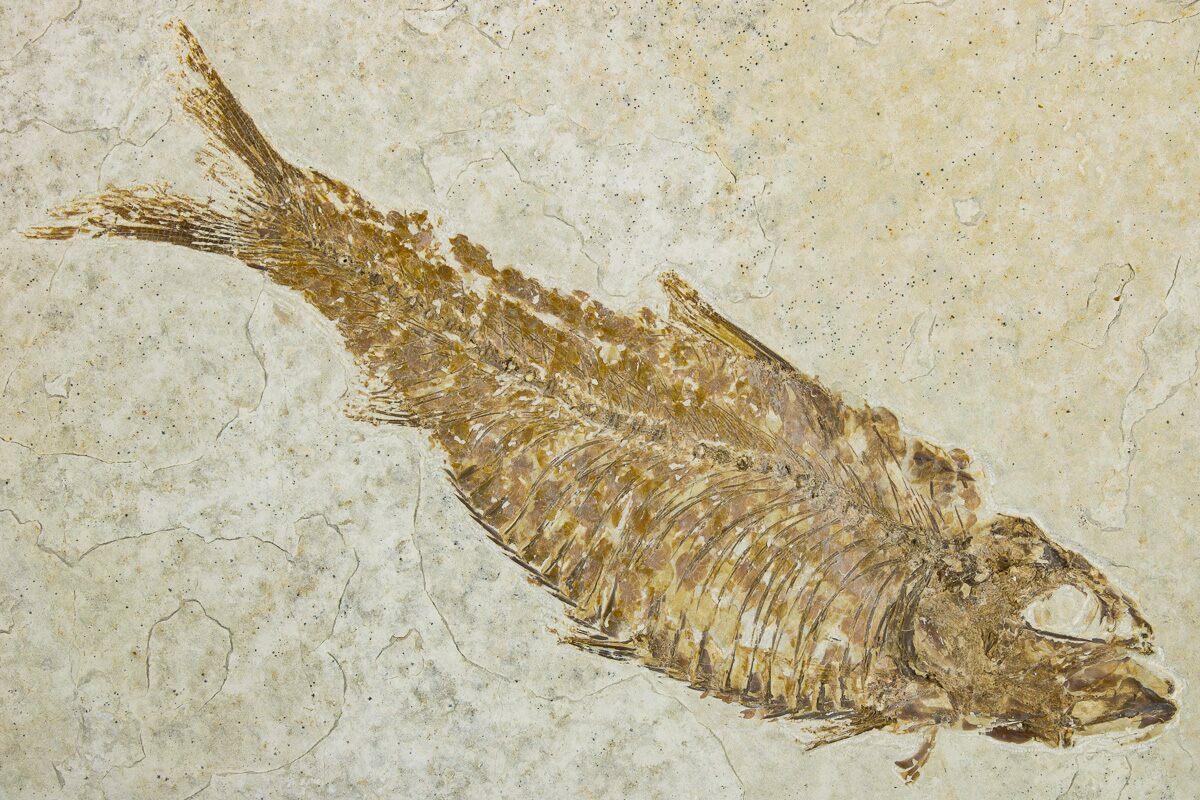 4.65" Detailed Fossil Fish (Knightia) - Wyoming (#344723) For Sale ...