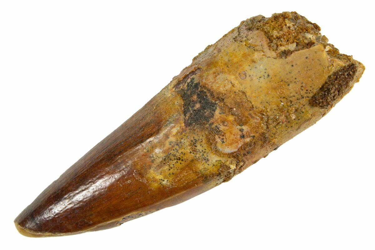 1.88" Fossil Spinosaurus Tooth - Real Dinosaur Tooth (#344555) For Sale ...