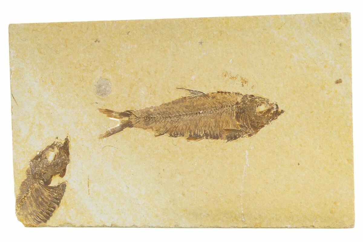 2.6" Detailed Fossil Fish (Knightia) - Wyoming (#345377) For Sale ...