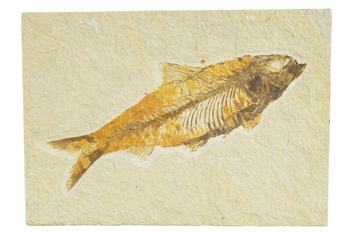 4.5" Detailed Fossil Fish (Knightia) - Wyoming (#345379) For Sale ...