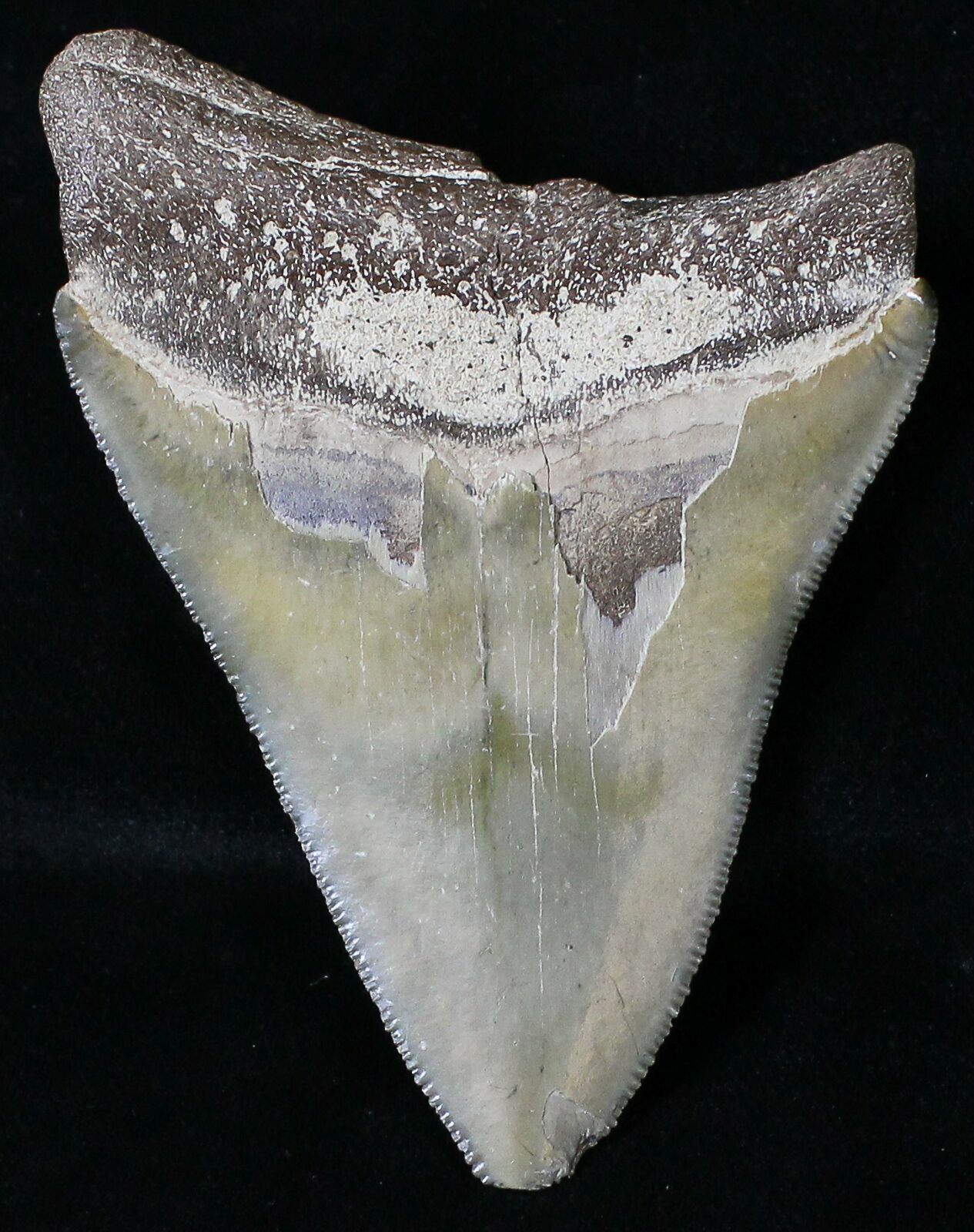 Bargain 3.34" Bone Valley Megalodon Tooth (#18481) For Sale - FossilEra.com