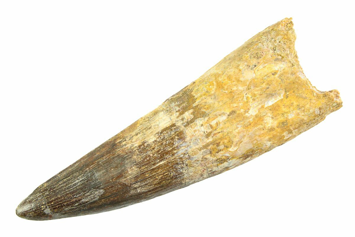 4.97" Real Fossil Spinosaurus Tooth - Huge Dinosaur Tooth (#346759) For ...