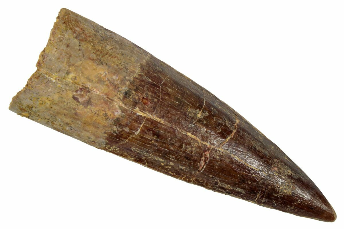 1.97" Fossil Spinosaurus Tooth - Real Dinosaur Tooth (#346798) For Sale ...